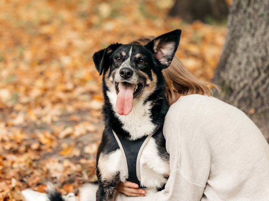 Собака в добрые руки