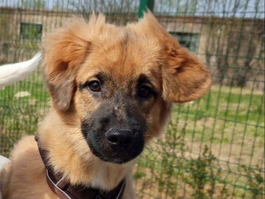 Щенок маленькой собачки в добрые руки