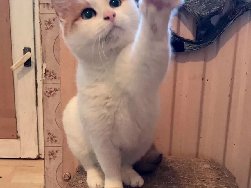 Кошечка