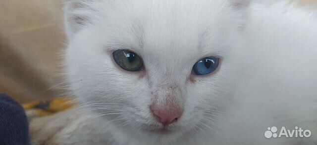 Уличный котёнок с Гетерохромией