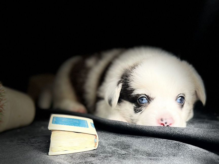 Вельш-корги кардиган