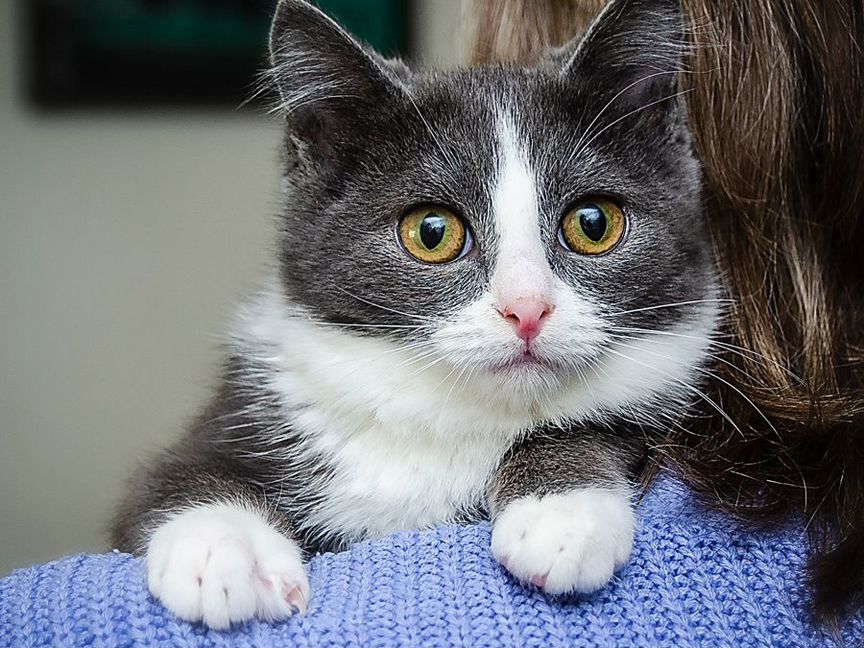 Чудесный котенок Бублик ищет семью