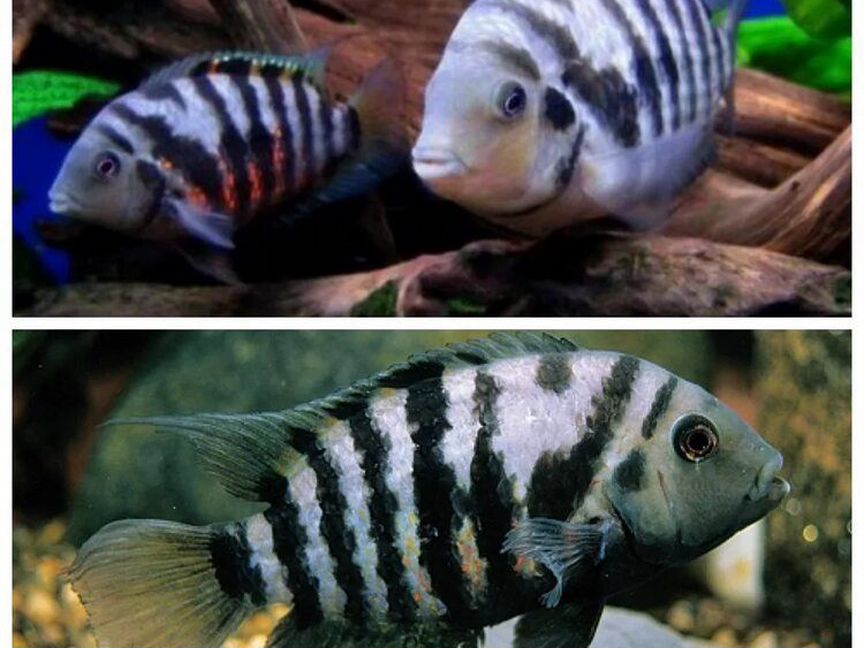 Цихлазома чернополосая