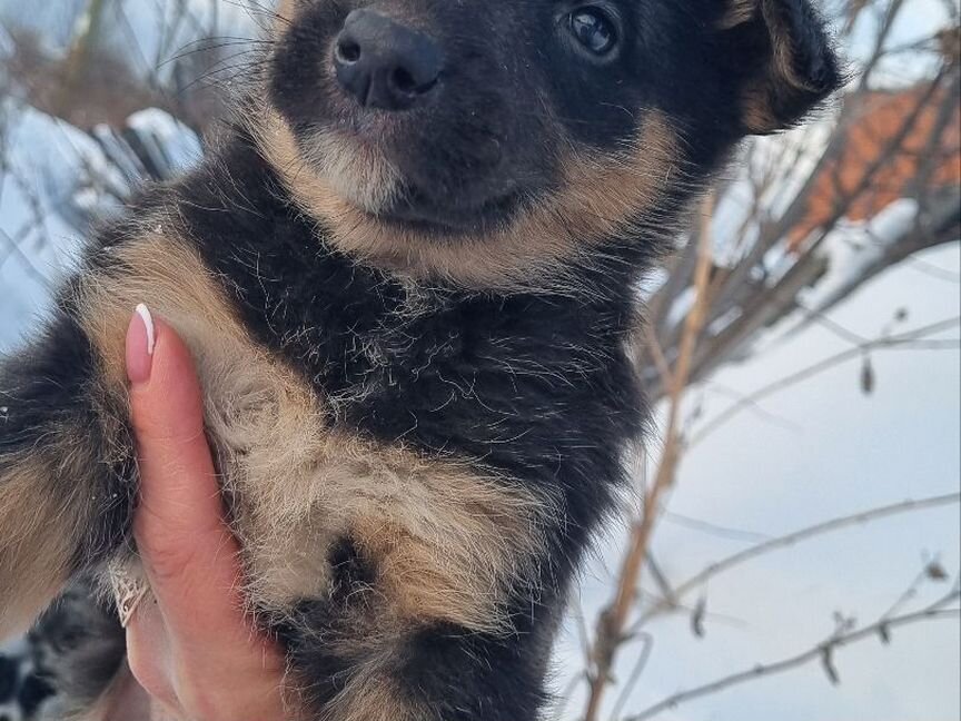 Щенок в добрые руки бесплатно