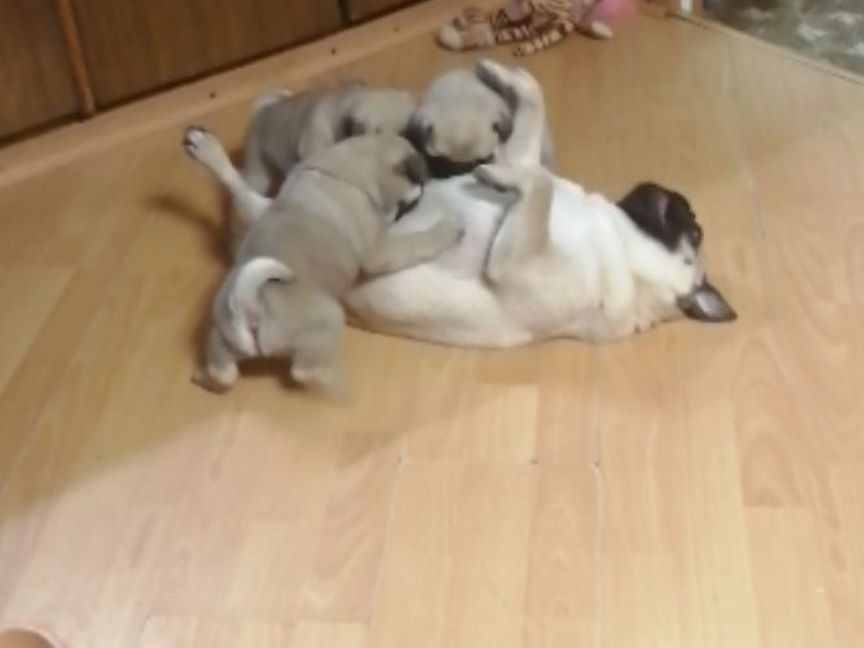 Мопсик щенок мальчик