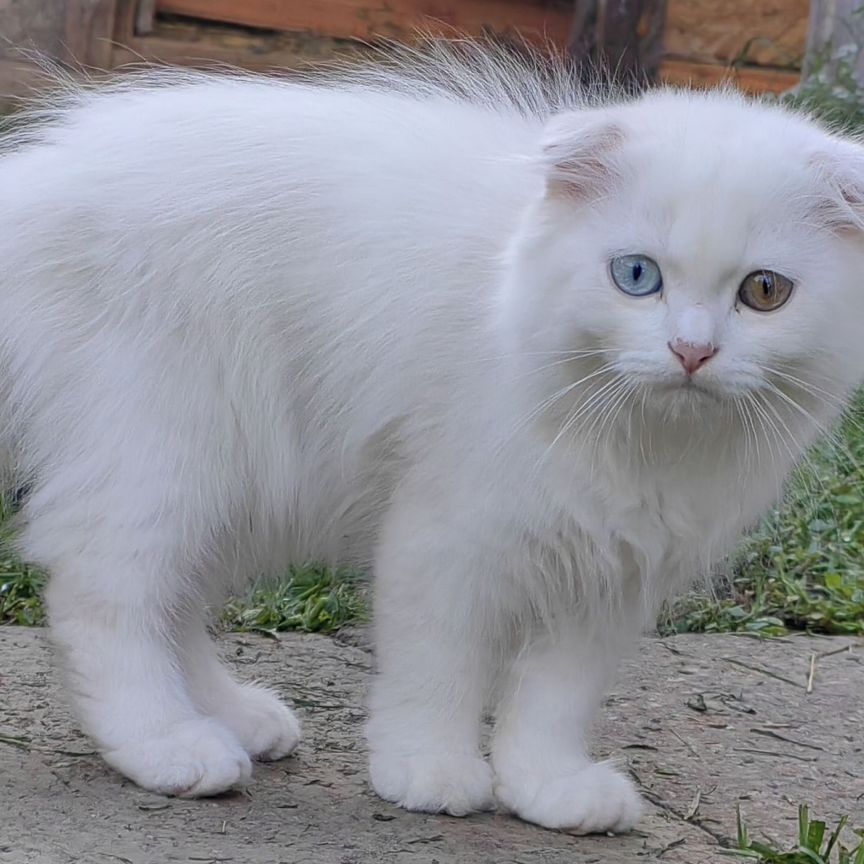 Белые котята с разными глазами