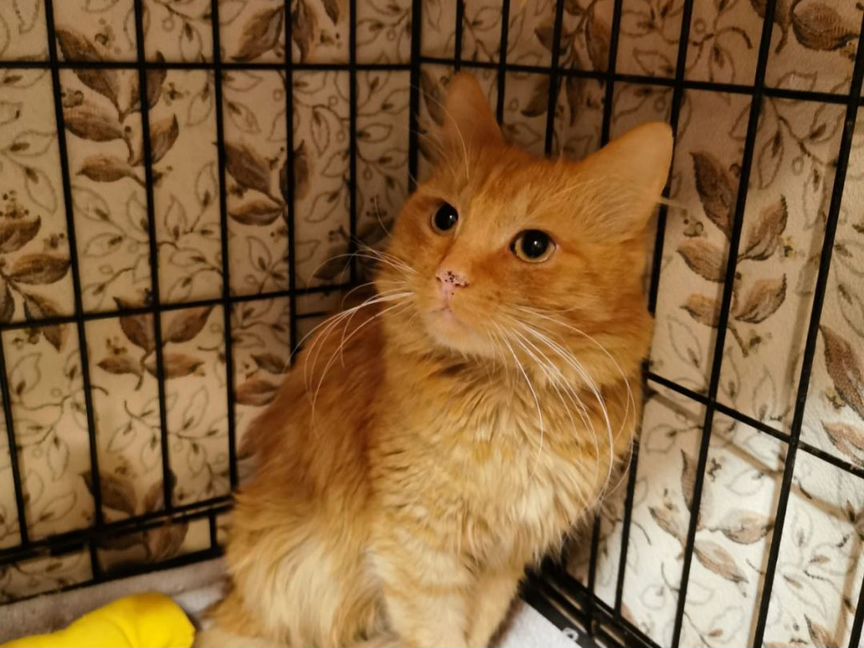 Котик 1,5 года