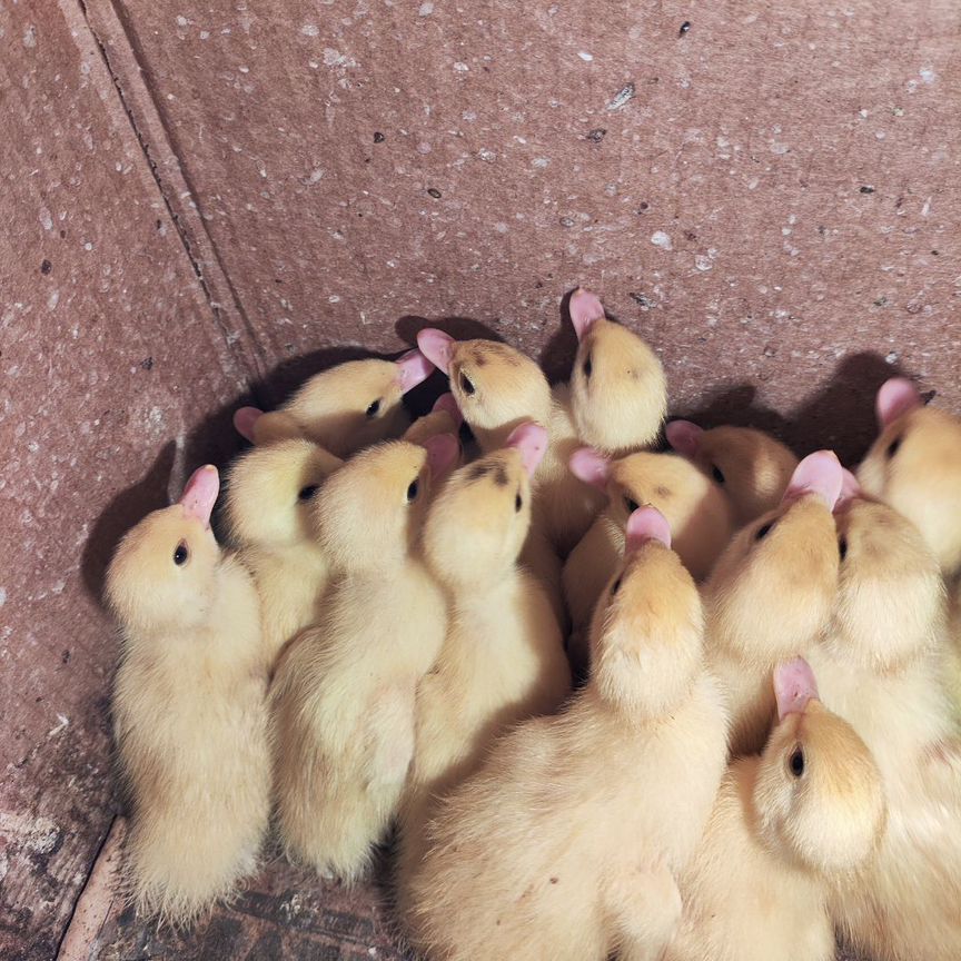 Утята индоутки