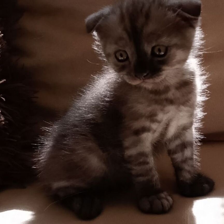 Шотландские вислоухие котята