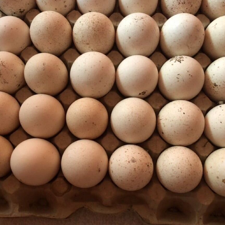 Индюшиное яйцо