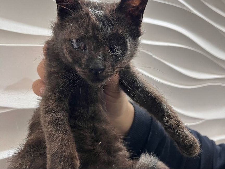 Слепые котята ищут дом