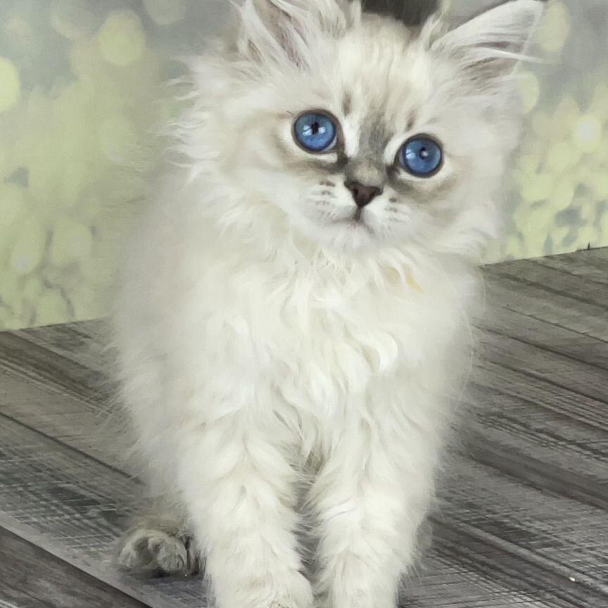 Невский маскарадный мальчик