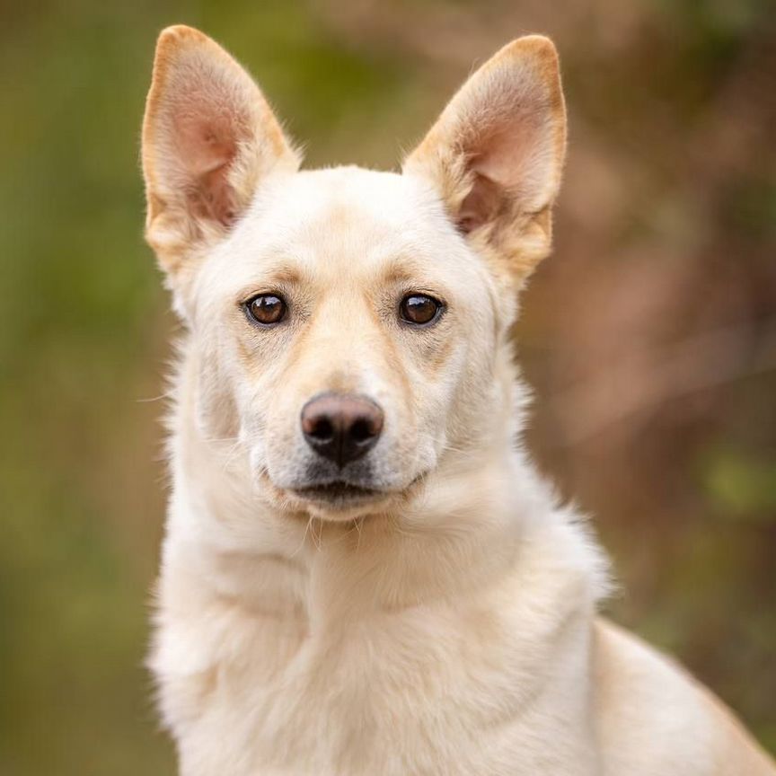 Белоснежка в добрые руки