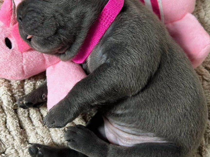 Французский бульдог щенки