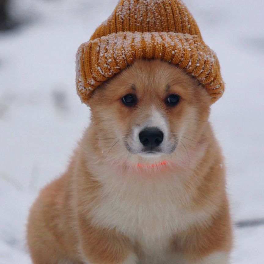 Девочка, вельш корги