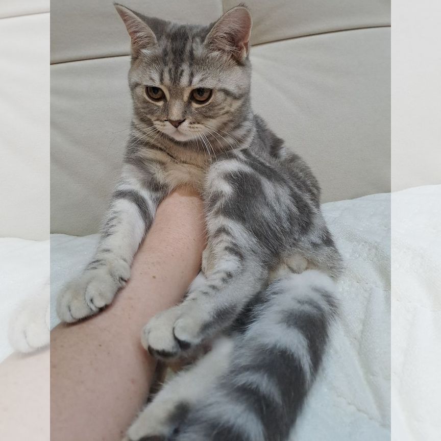 Шотландский кот