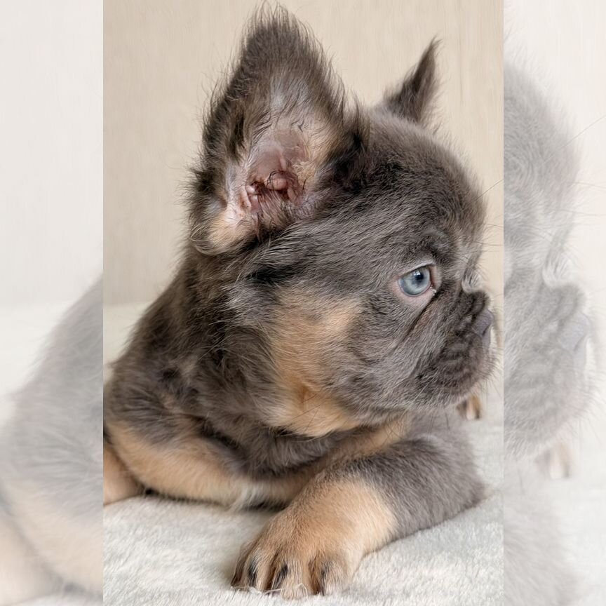 Французский бульдог, щенок