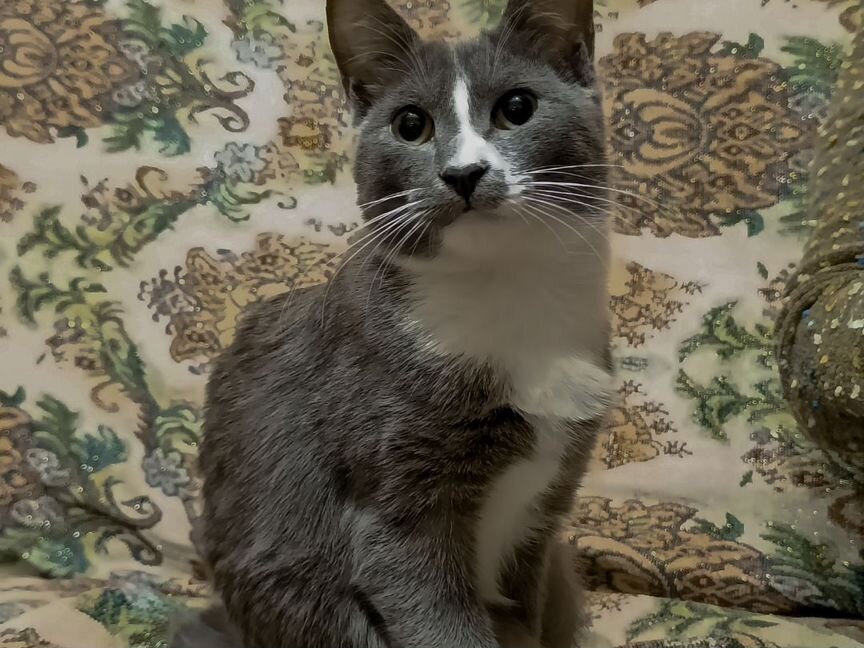 Курильский бобтейл