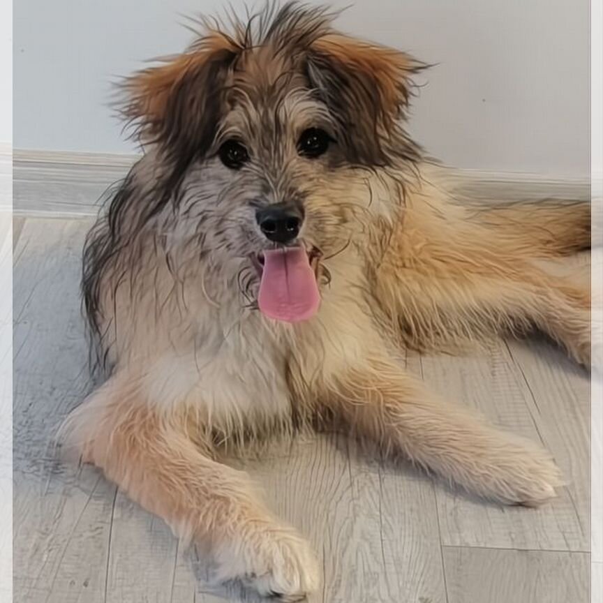 Щенок в добрые руки