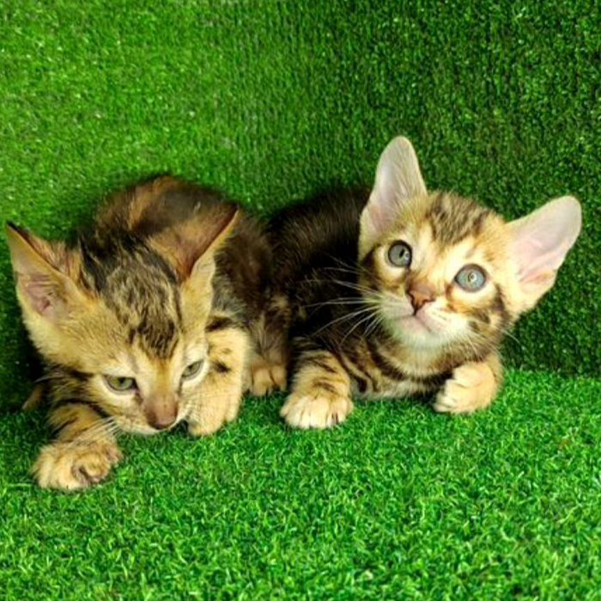 Бенгальские котята)