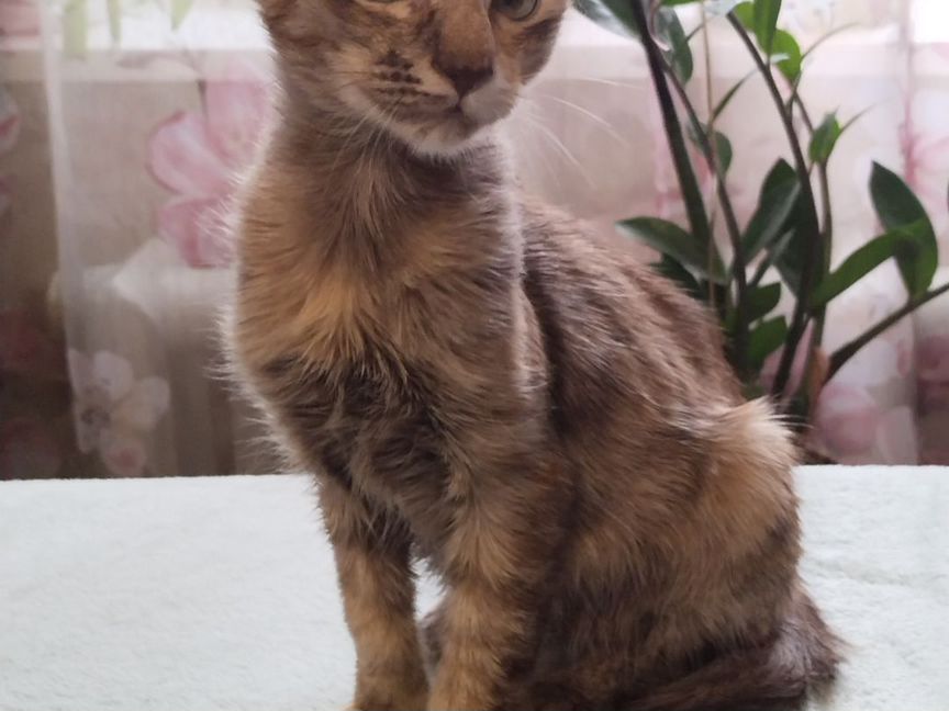 Кошки породистые