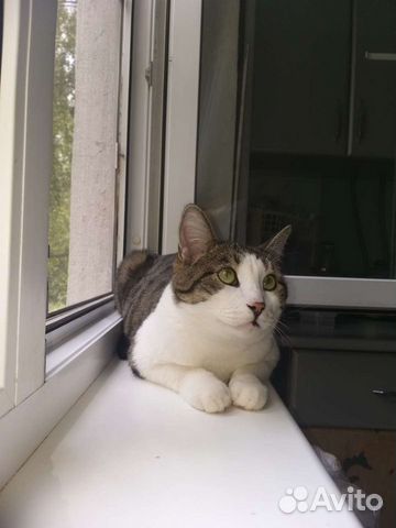 Котик Тёша с подарком