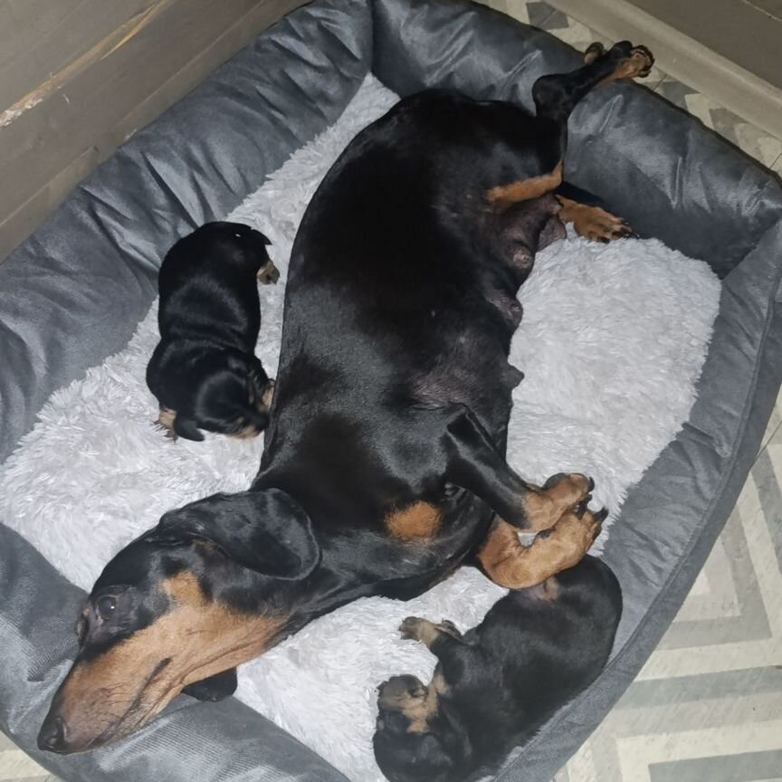 Такса, щенок