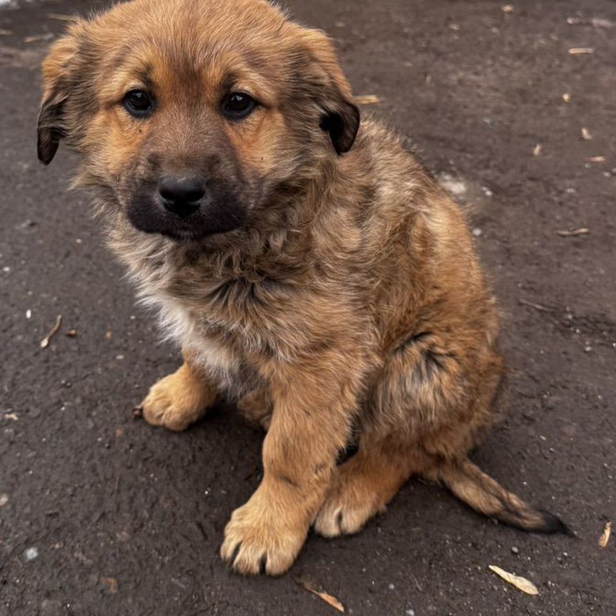 Щенок в добрые руки