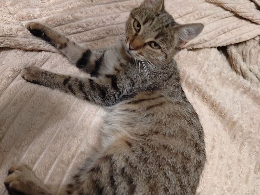 Кошка Чаузи ф1 вязка