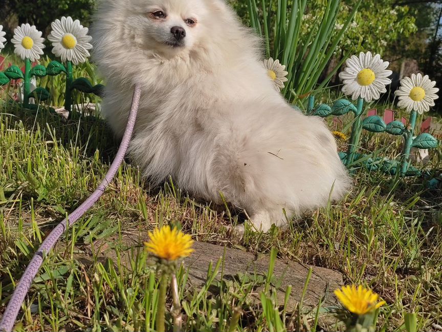 Взрослые девочки мини