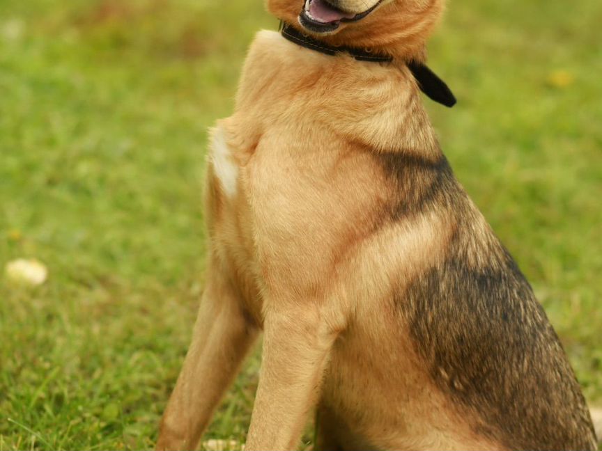 Собака Афина в добрые руки