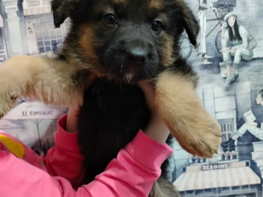 Щенки девочки 1,5 месяца в добрые руки