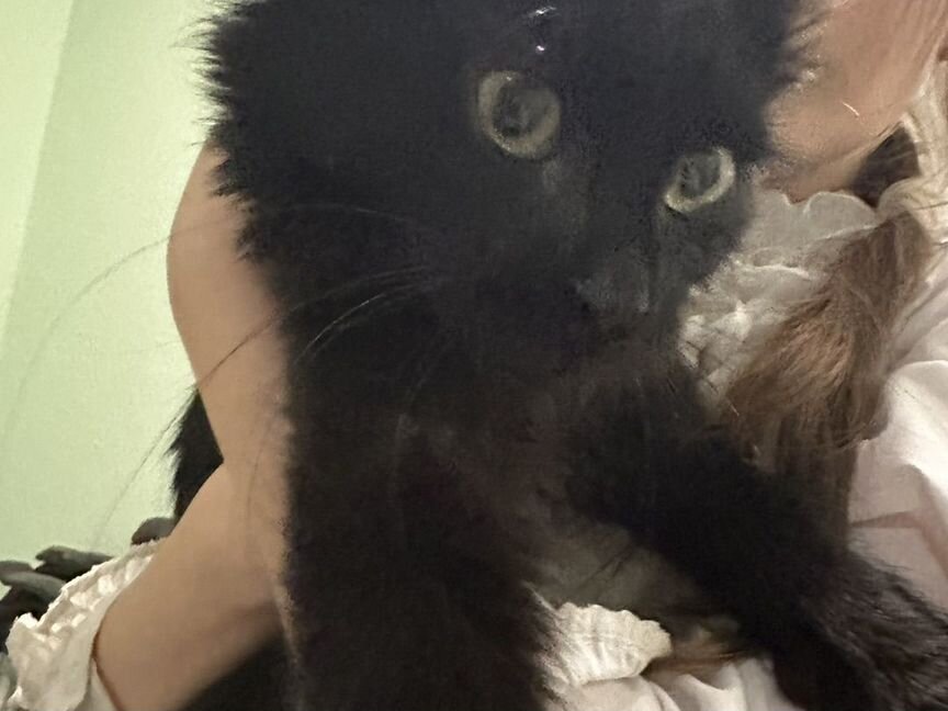 Кошка