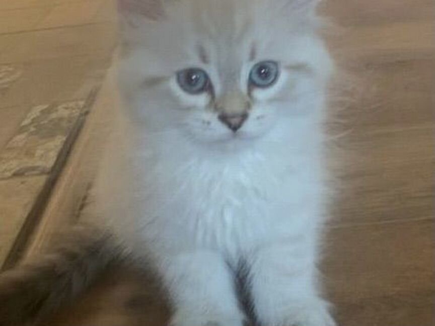 Невские маскарадные котята