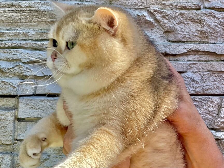 Вязка, золотой котик ny12