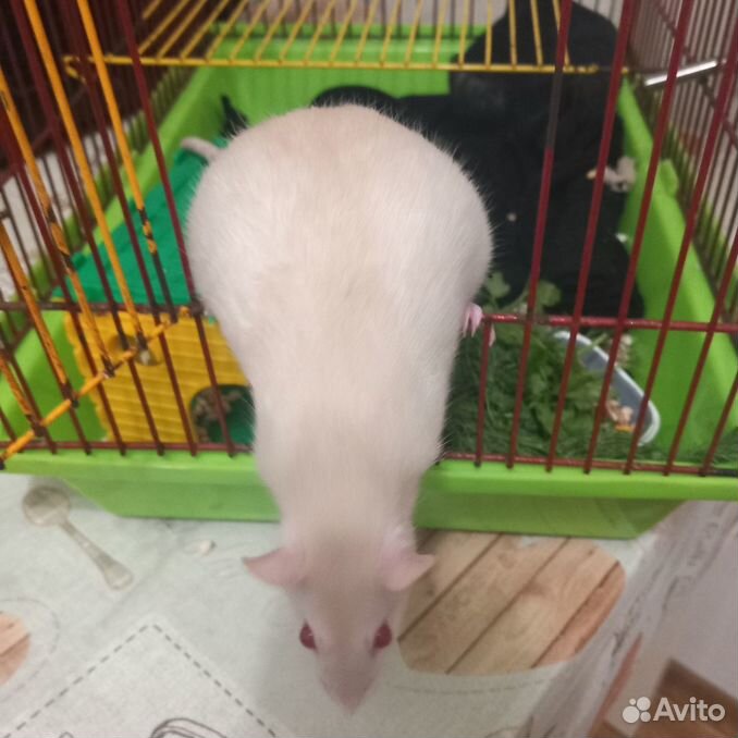 Крысята дамбо бесплатно