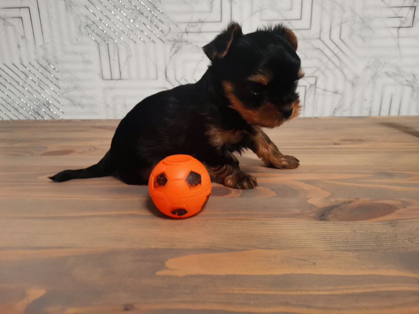 Йоркширский терьер щенки