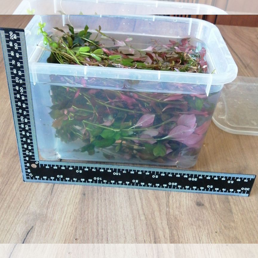 Прополка аквариум.растения.Ротала3вида 3ветки др