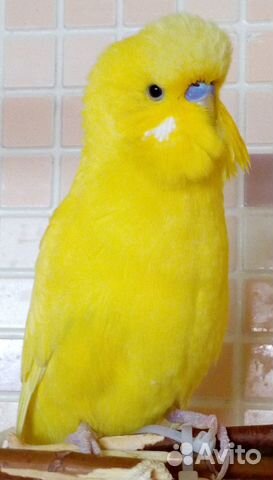 Лимончик