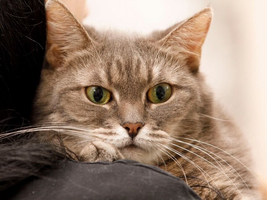 Ласковая кошка Катюша 4 год в добрые руки