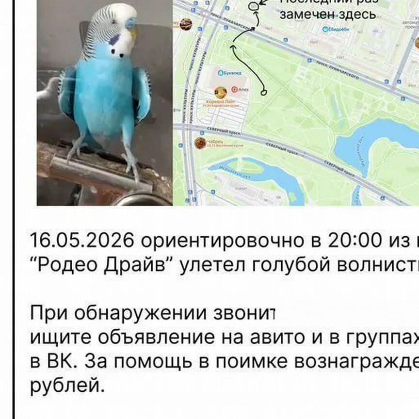 Улетел попугай