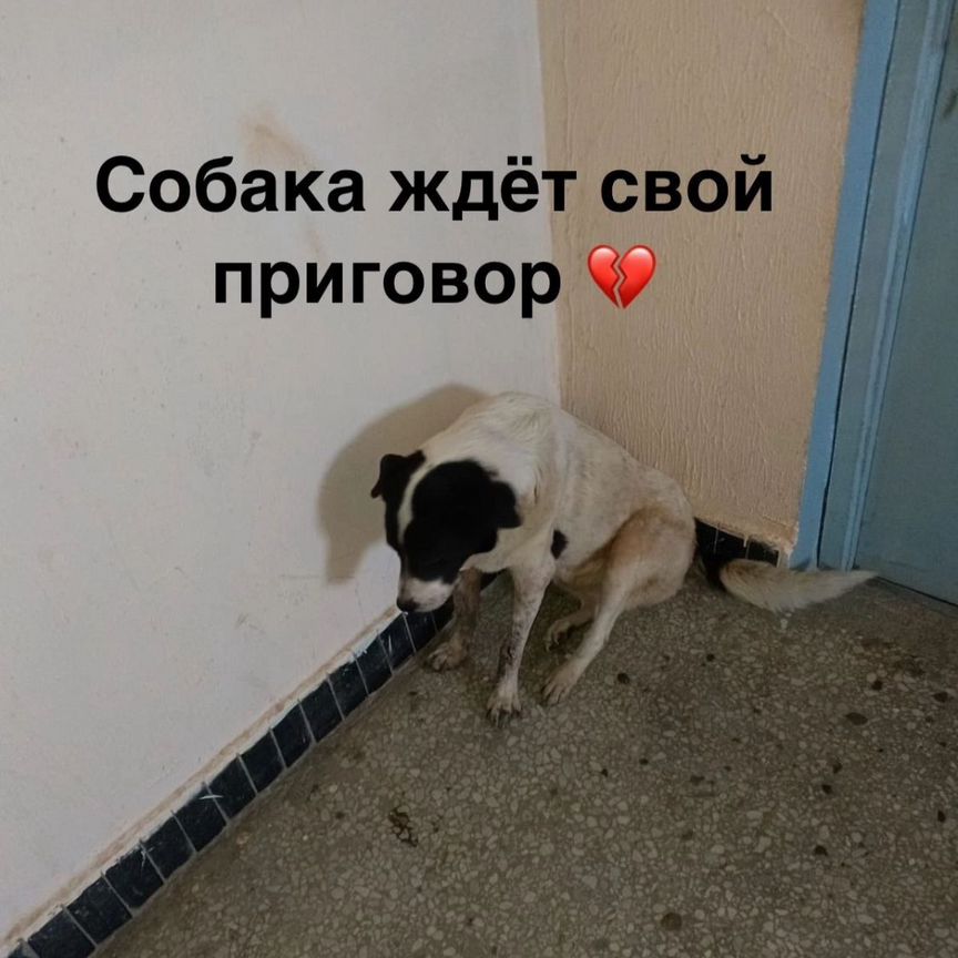 Собака на усыпление в добрые руки