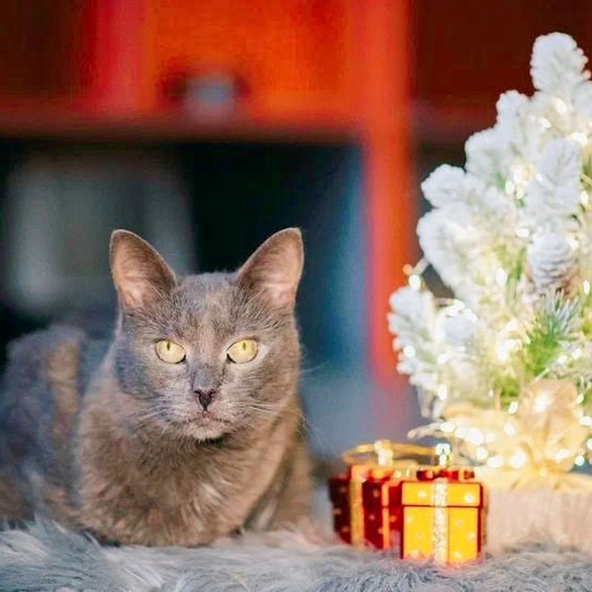 Котик из приюта бесплатно в добрые руки