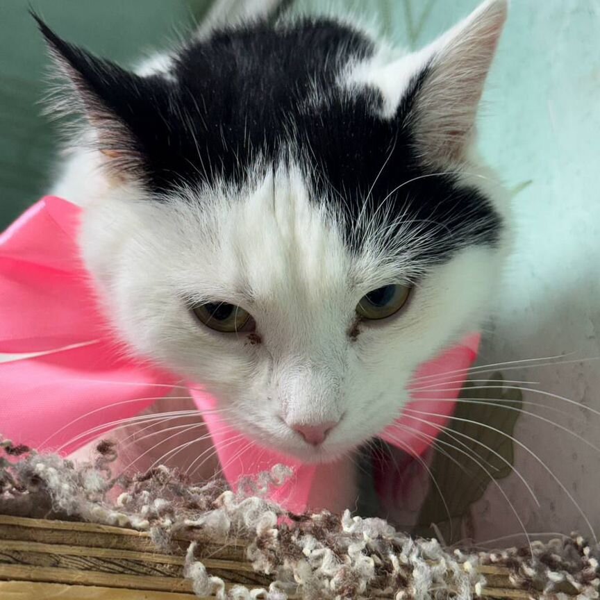 Кошки в добрые руки бесплатно