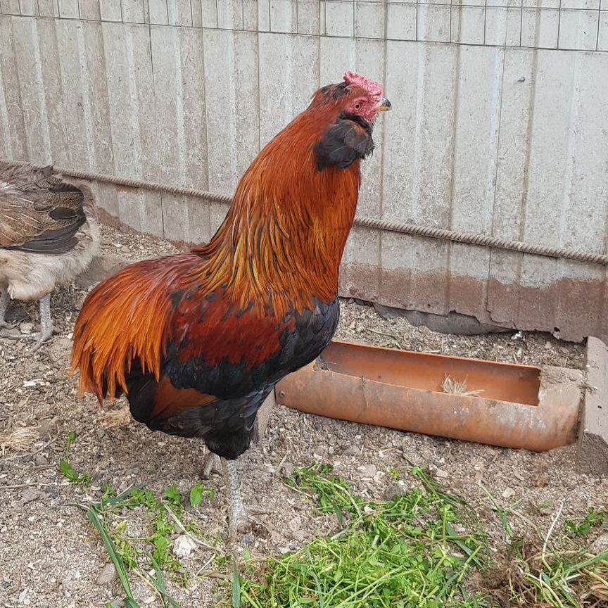 Продам петухов Араукан