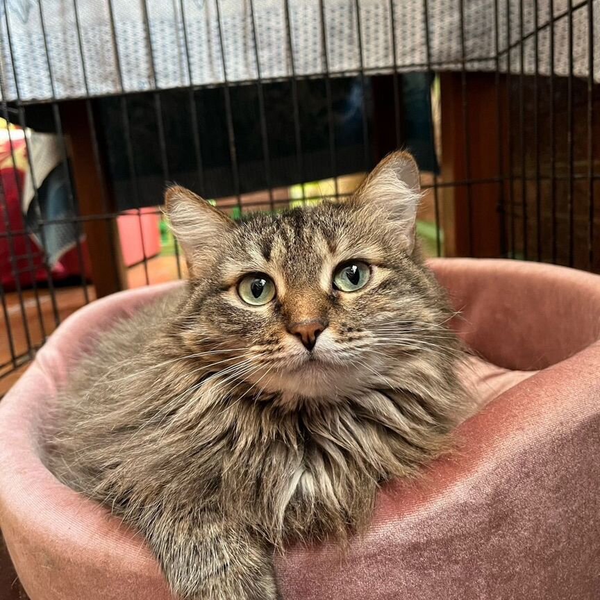 Кошка в поисках дома