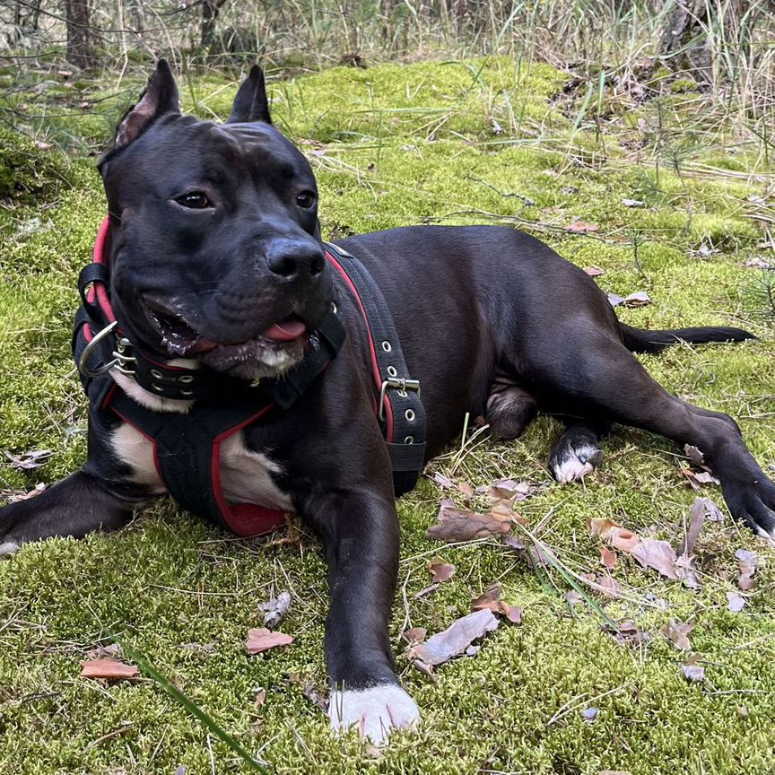 Амстафф вязка