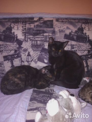 Котят ищут добрые ручки