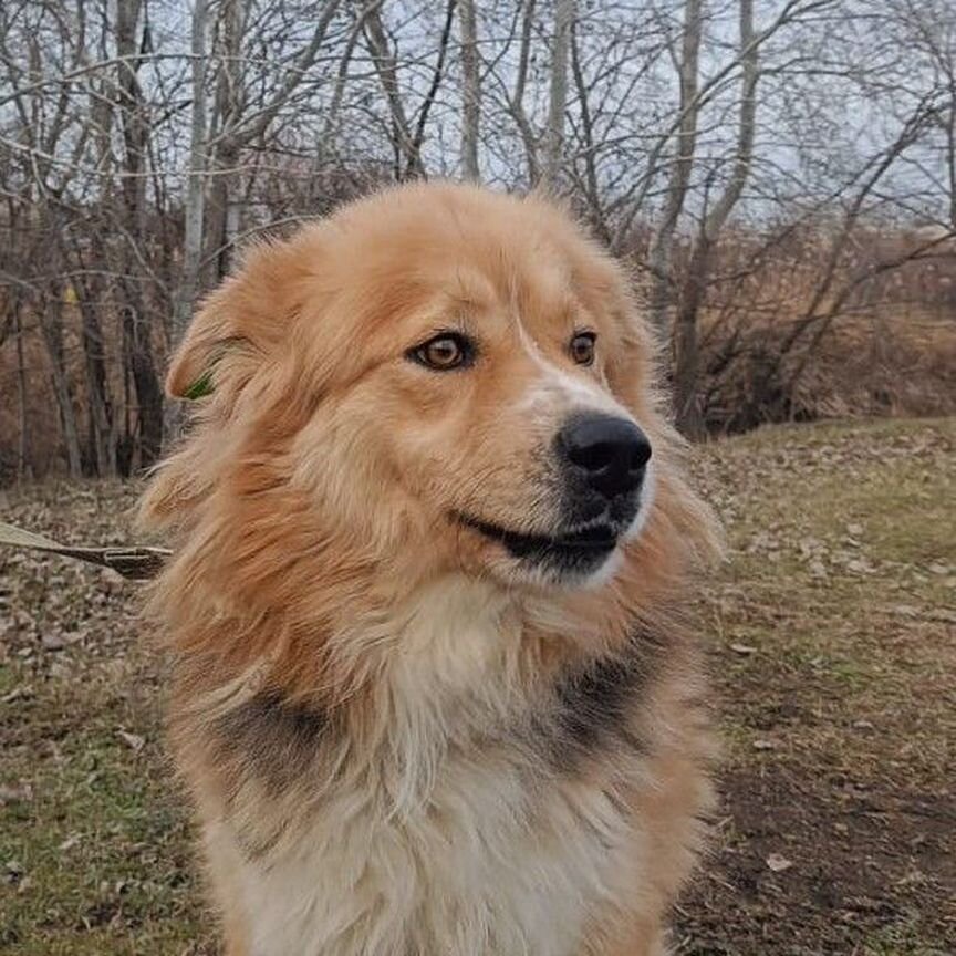 Симпатяга Лёвочка ищет дом и любящую семью
