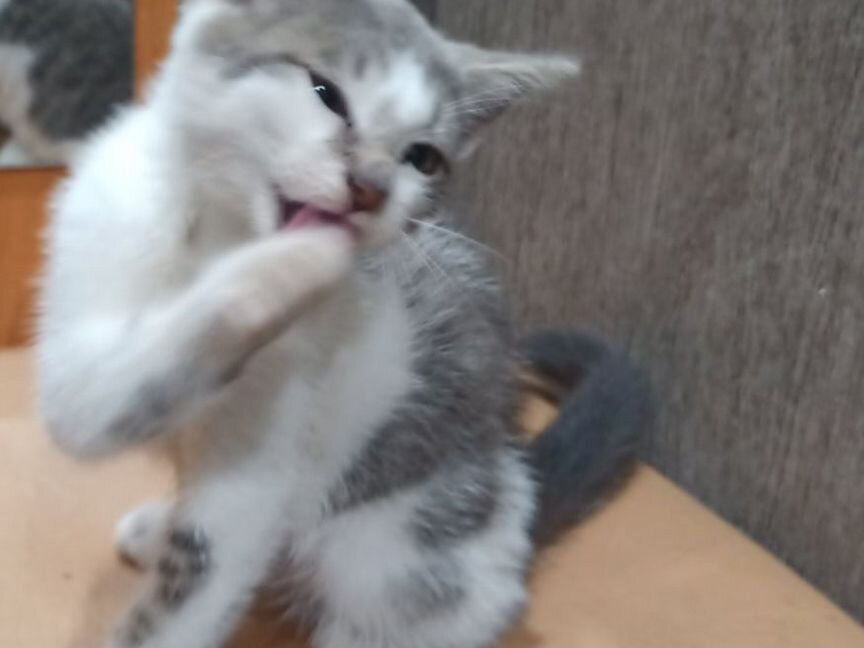 Ищем котёнку дом